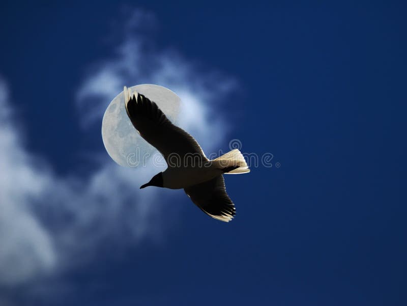 Night bird stock photo. Image of cloud, orbit, beak, falcon - 5403490