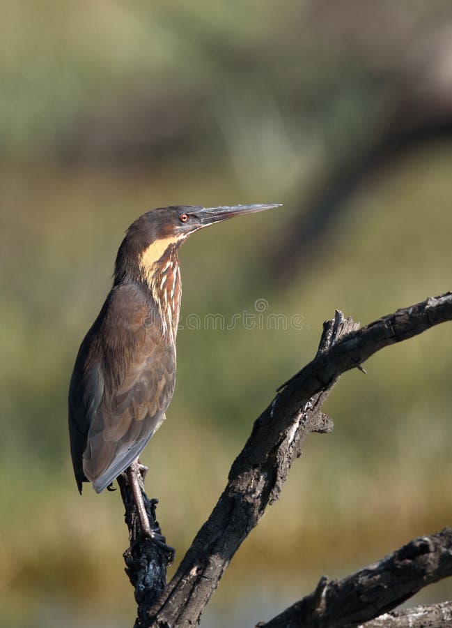 Bittern stock photo. Image of birds, ornithology, bittern - 113121752
