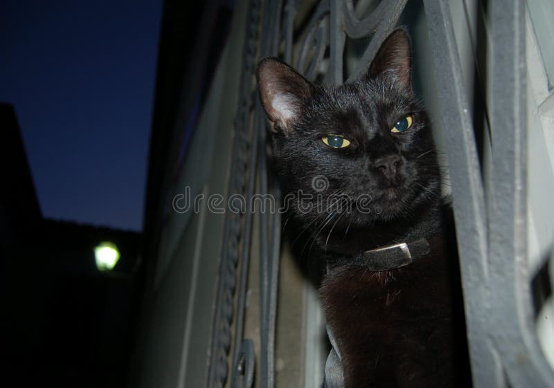 Night black cat stock image. Image of animal, lamp, look - 3081241