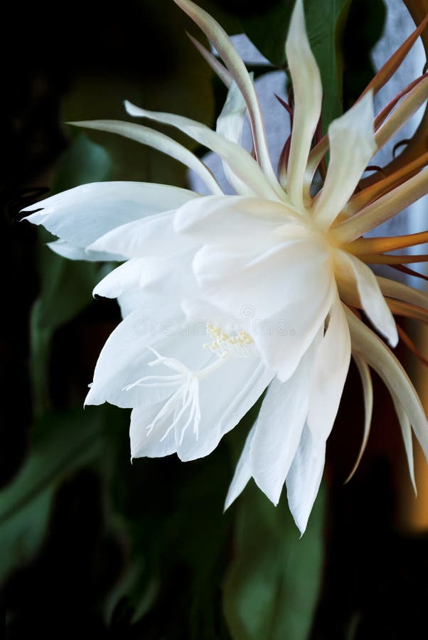 Night Blooming Cereus. Also Known As Queen of the Night Stock Photo ...