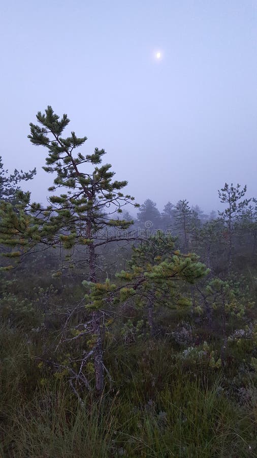 Moonlight night stock photo. Image of shadows, seascape - 9762740
