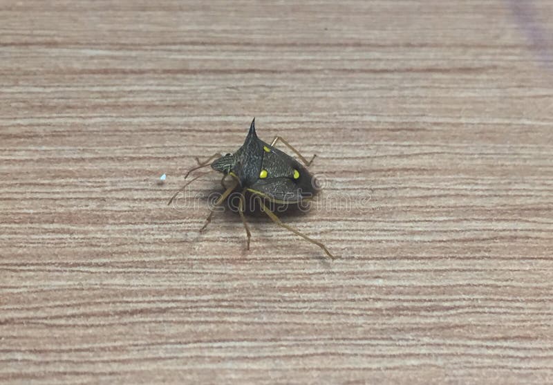 Night Bug stock photo. Image of monrovia, liberia, yellow - 106658502