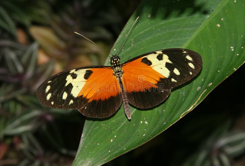 Night butterfly stock photo. Image of exotic, exploration - 691416