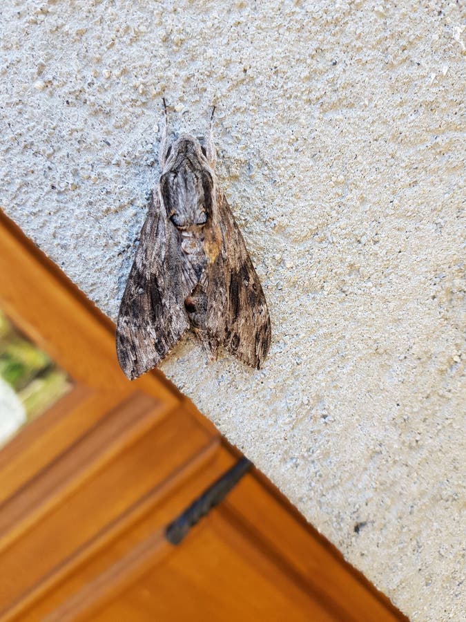 Night butterfly stock image. Image of nature, night - 125827079