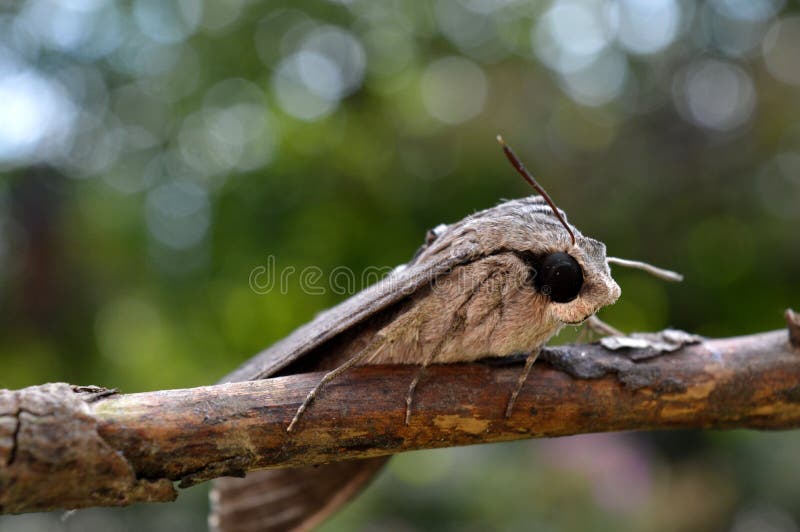 Night butterfly stock image. Image of branch, animal - 98885003