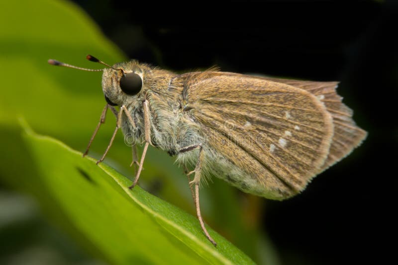 Night butterfly stock image. Image of blue, wildlife - 64158453