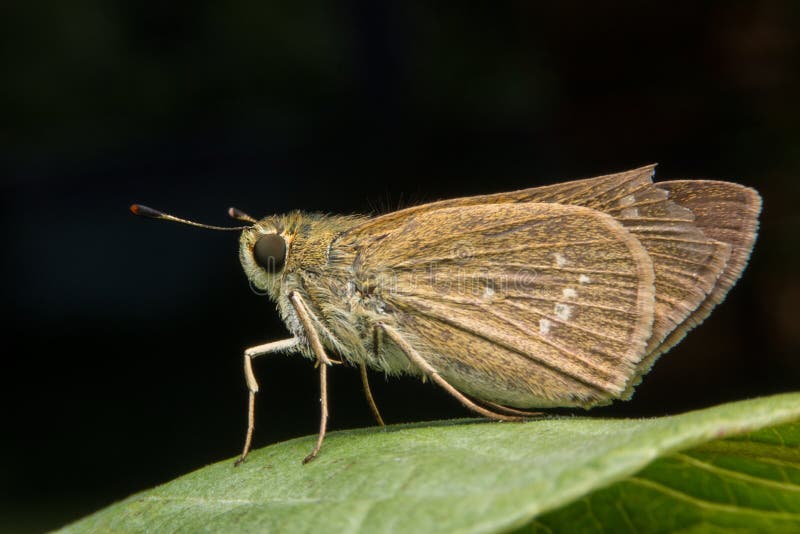 Night butterfly stock image. Image of macro, leave, night - 64158549