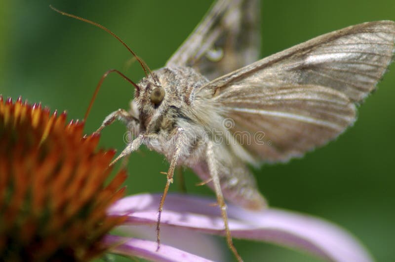 Night Butterfly during a Day Stock Image - Image of animal, flower ...