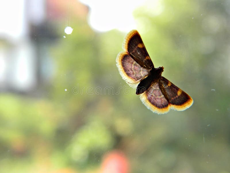 Night Butterfly in Daylight Stock Image - Image of composition ...