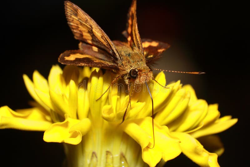 Night butterfly stock photo. Image of extreme, fauna - 57955508