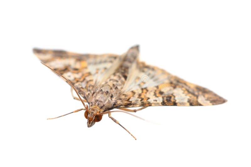 Night Butterfly Isolated on White Stock Image - Image of abstract ...