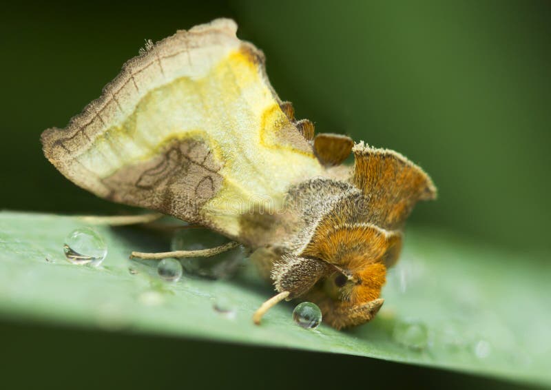 Night butterfly stock image. Image of drops, nightlife - 41752647