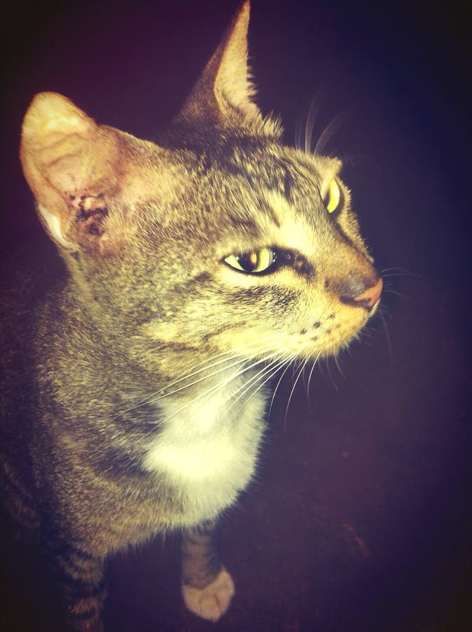 Night Cat stock image. Image of wildlife, night, animals - 44249297