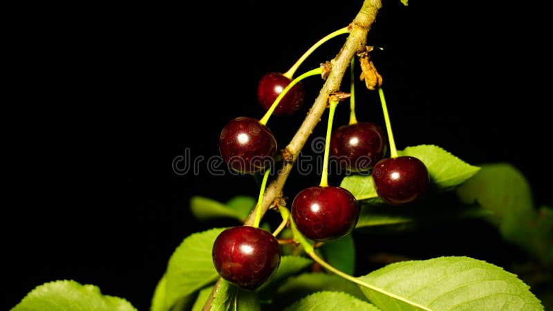 Night Cherry 2 stock image. Image of caucasus, night - 142059349