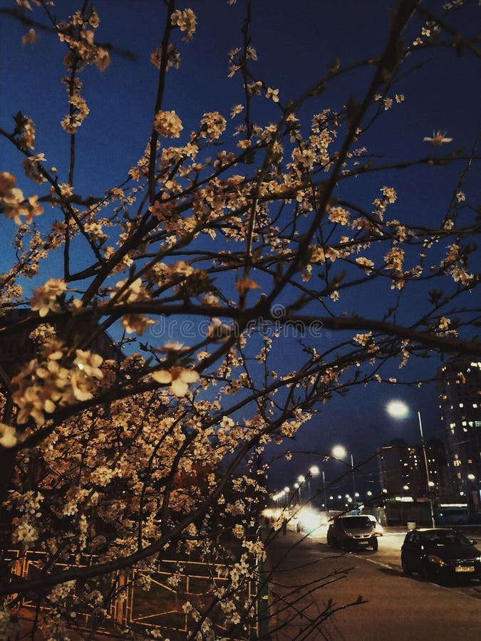 Night City, Night Lights, Spring in Town, Spring Flowers Stock Image ...
