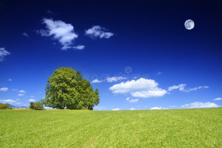 884 Moonlight Field Trees Stock Photos - Free & Royalty-Free Stock ...