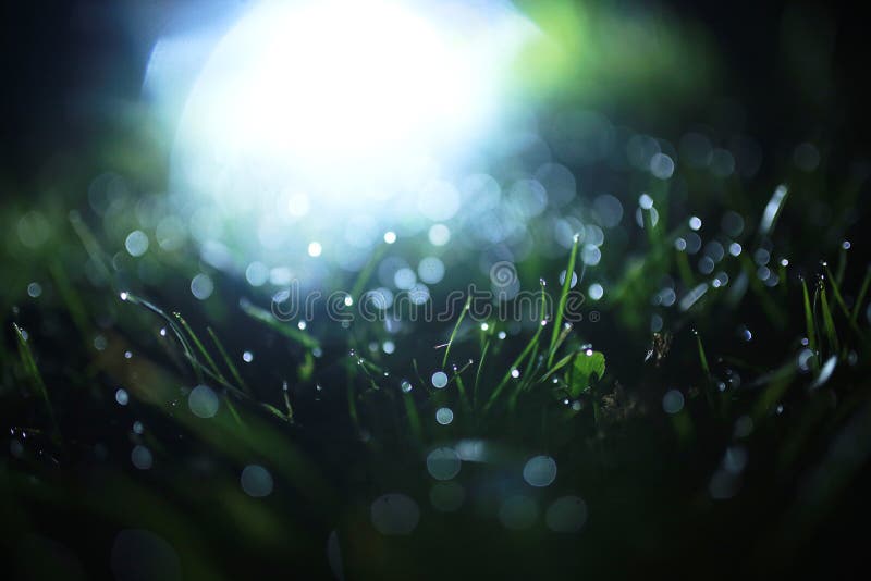 Night dew on the grass stock photo. Image of blade, night - 93512544