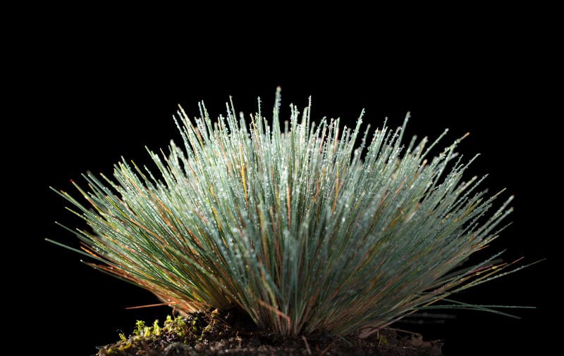 Night dew on tussock stock image. Image of tuft, small - 90855065
