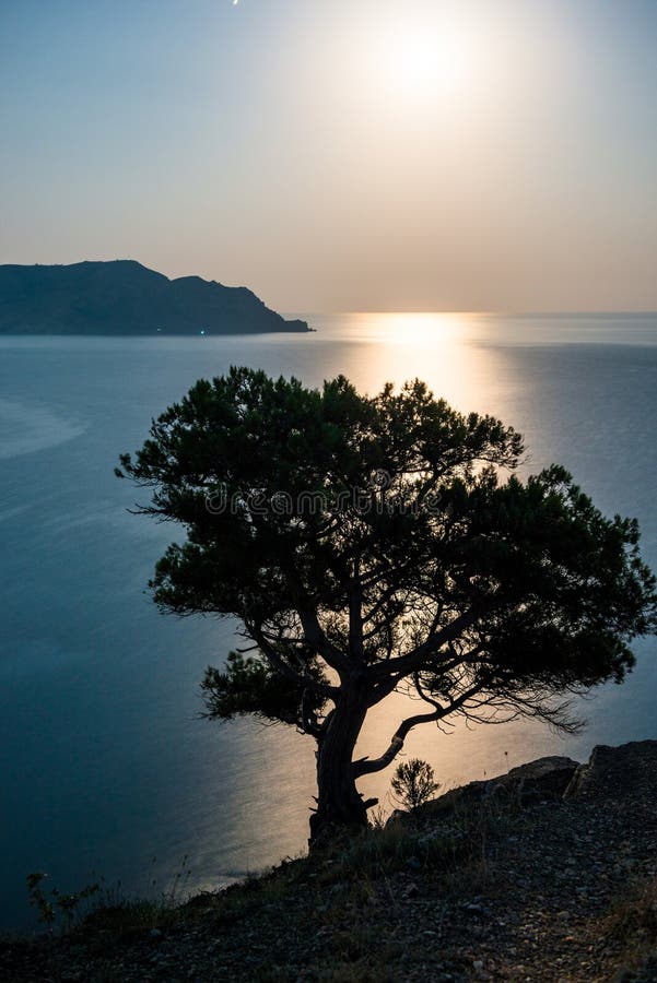 Night Dramatic Seascape Tree Moon Background Path Sea Crimea Stock ...