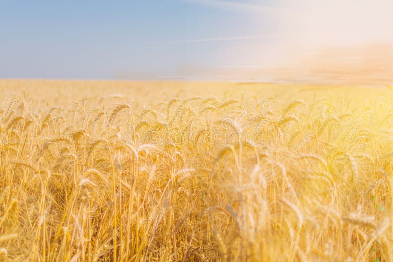 Night field of ripe rye. stock image. Image of beauty - 76343183
