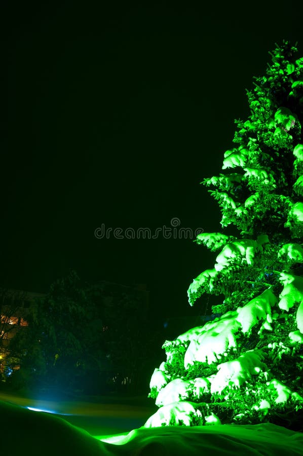 Night Fir-tree stock photo. Image of shimmer, star, light - 21723302