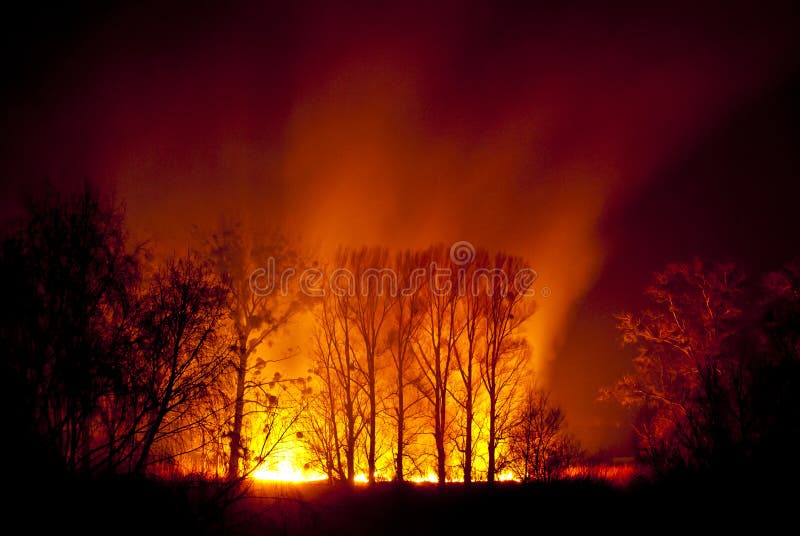 Forest fire at night stock photo. Image of burning, forest - 37558834