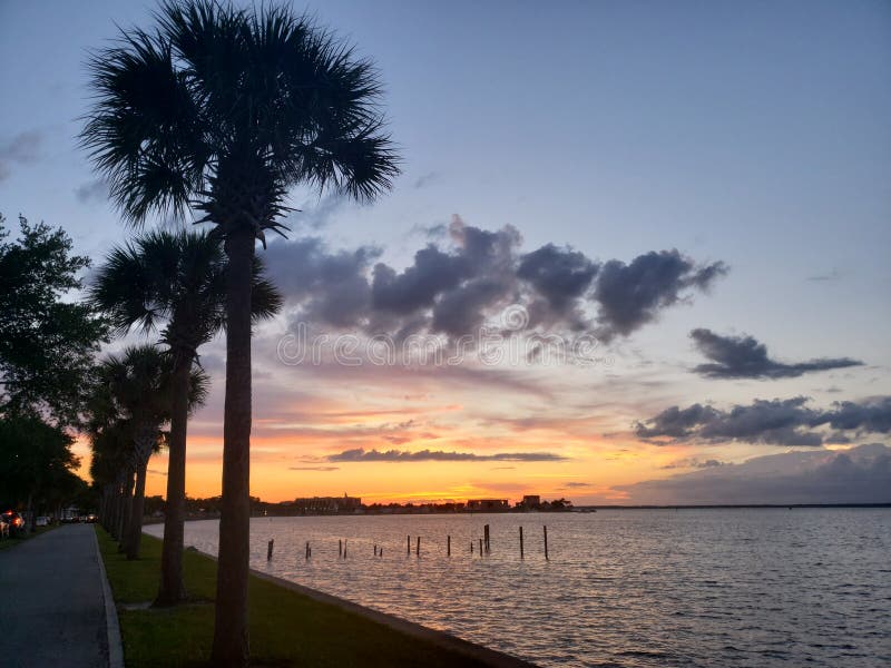 The night Florida stock image. Image of palm, night - 163194981