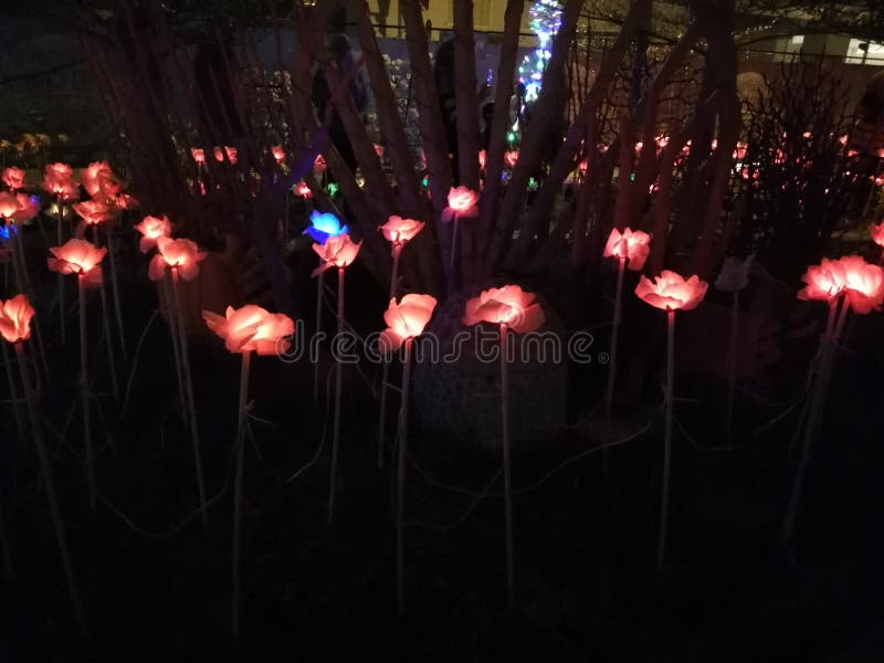 Night Flower stock image. Image of neon, glowing, night - 136859589