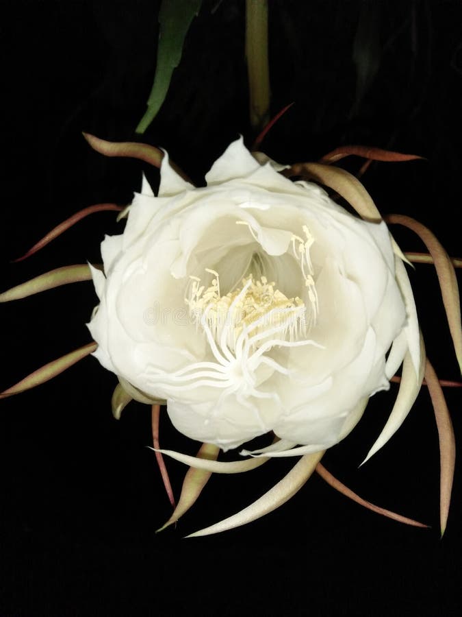 Night Flower stock photo. Image of night, white, flower - 130732836