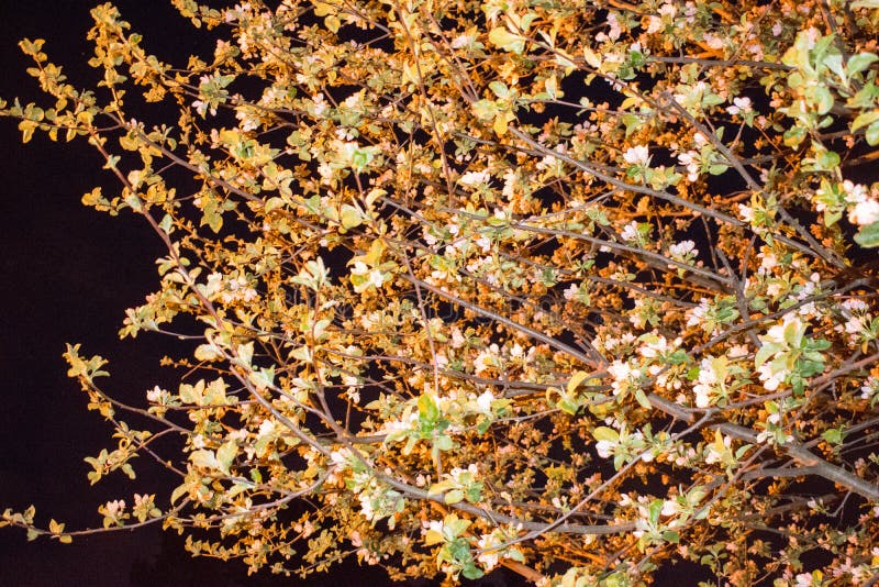 Night Flowering Apple Tree in the Park Under the Moon Stock Photo ...