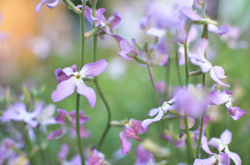 Night Flowers Violet Spring Gentle Background Stock Photo - Image of ...