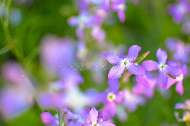 Night Flowers Violet Spring Gentle Background Stock Image - Image of ...