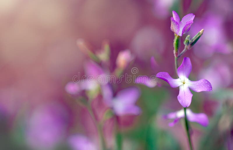 Night Flowers Violet Spring Matthiola Longipetala Isolated Stock Image ...