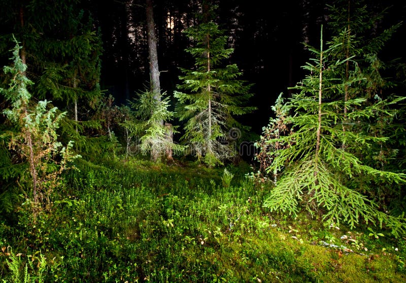 Night forest stock image. Image of evergreen, boreal - 10732839