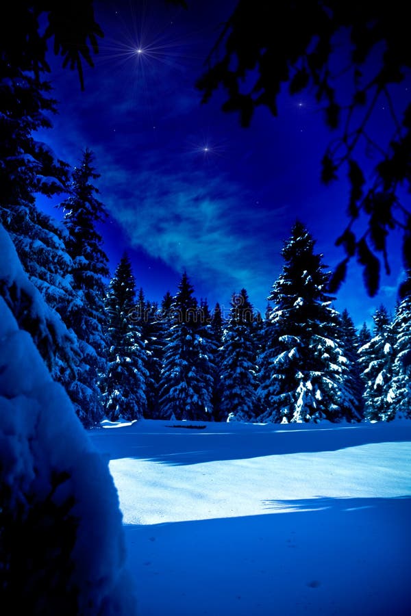 Night forest stock image. Image of landscape, autumn - 23345869