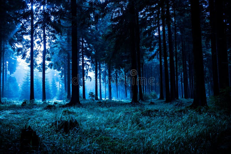 Night forest stock image. Image of pine, night, morning - 23345773