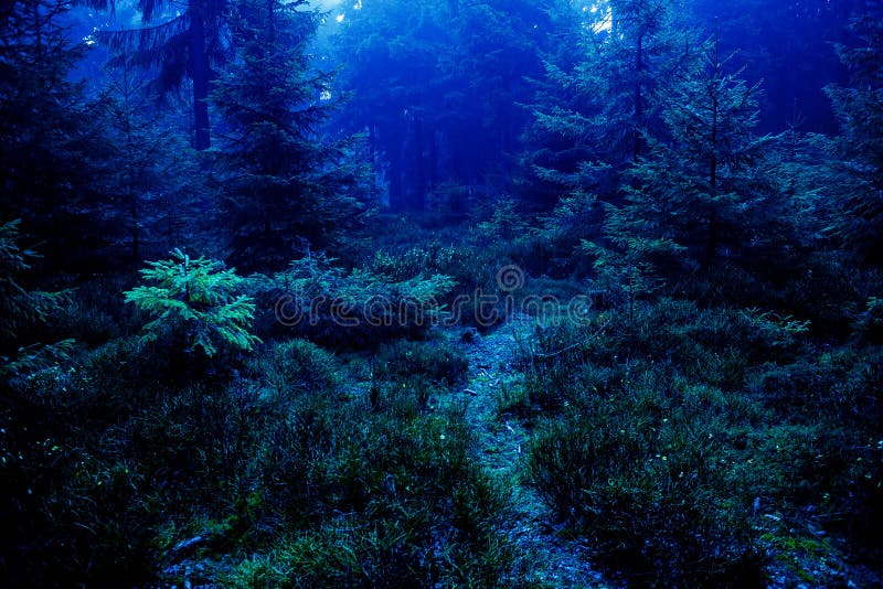 Night forest stock image. Image of landscape, autumn - 23345869