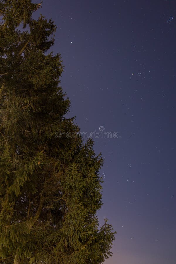 Night forest stock photo. Image of leaf, moonlight, starry - 202017424