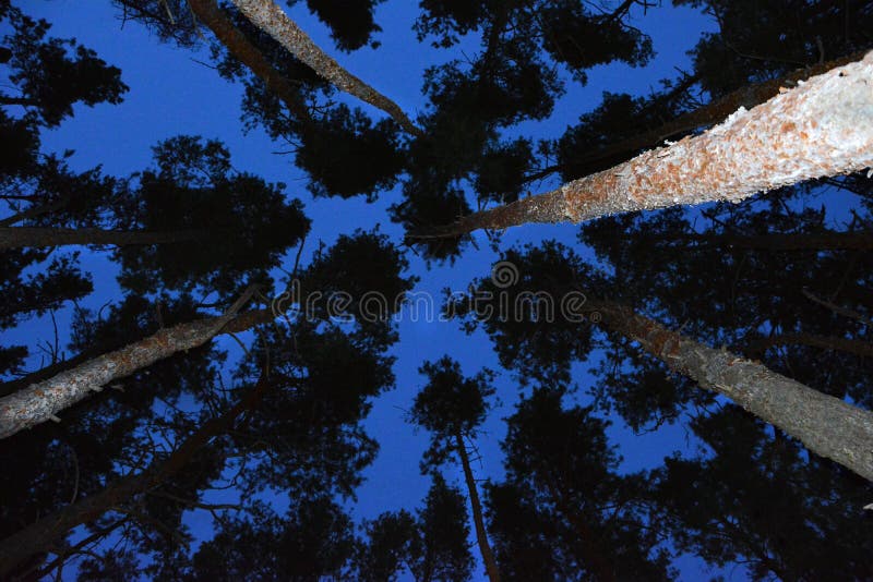 Night forest blue sky stock photo. Image of night, blue - 202382616