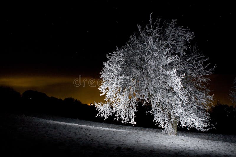 A Night in the Forest and on the Field Stock Photo - Image of sparkle ...