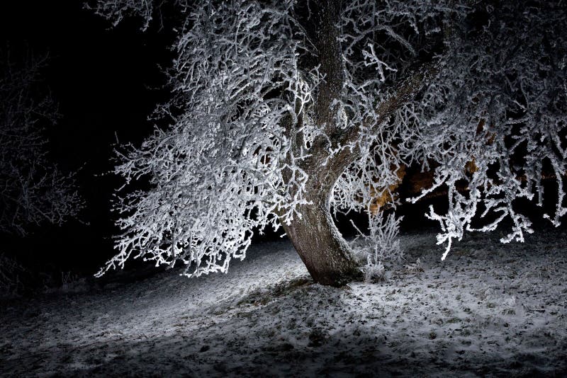 A Night in the Forest and on the Field Stock Photo - Image of tale ...
