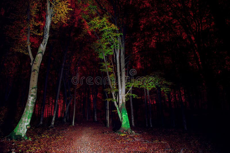 Night in Forest.Light Painting in Forest Stock Photo - Image of seasons ...