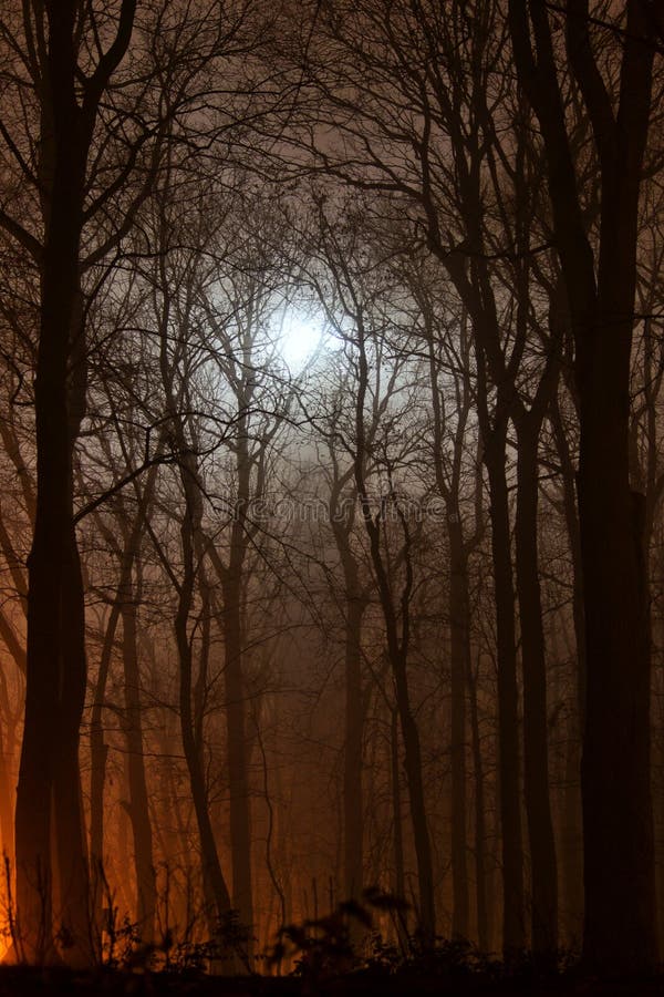 Night Forest Lit with Moonlight Stock Image - Image of mood, mystery ...