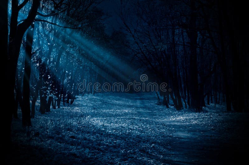 Night forest stock photo. Image of urban, horror, tree - 58906492