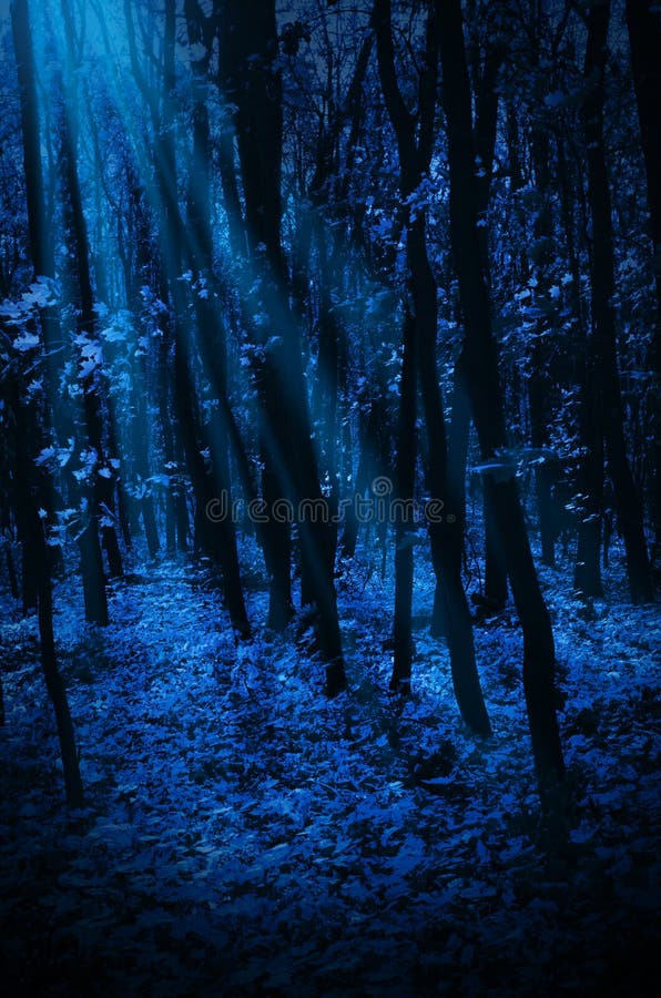 Night forest stock photo. Image of scene, twilight, magic - 46807374