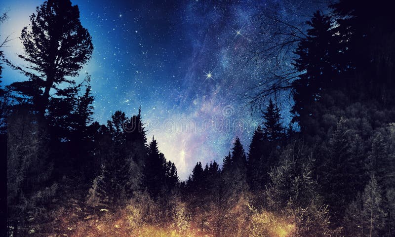 Night forest scene stock photo. Image of astronomy, idyllic - 129970380