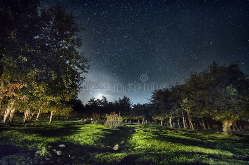 Night forest with stars stock image. Image of mystical - 81117867