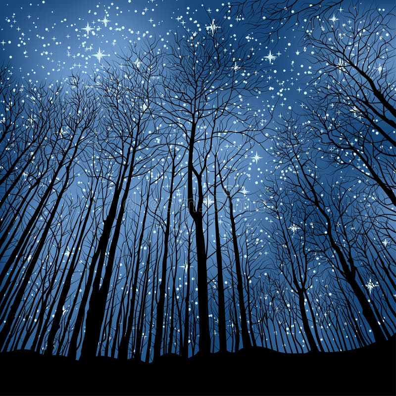 Night forest stock vector. Illustration of maple, night - 35496057