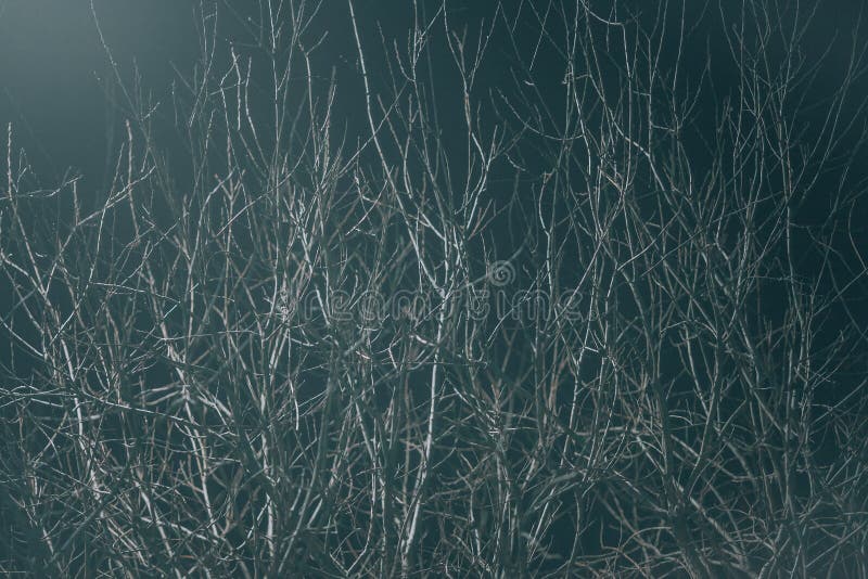 Night Forest. Tree Branches at Night Stock Image - Image of environment ...