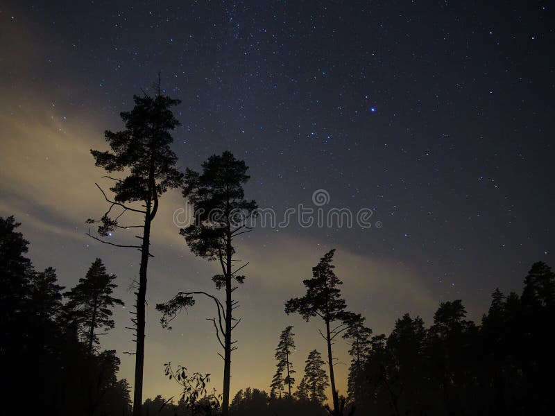 Night Sky Stars and Pleiades Over Forest Stock Photo - Image of star ...